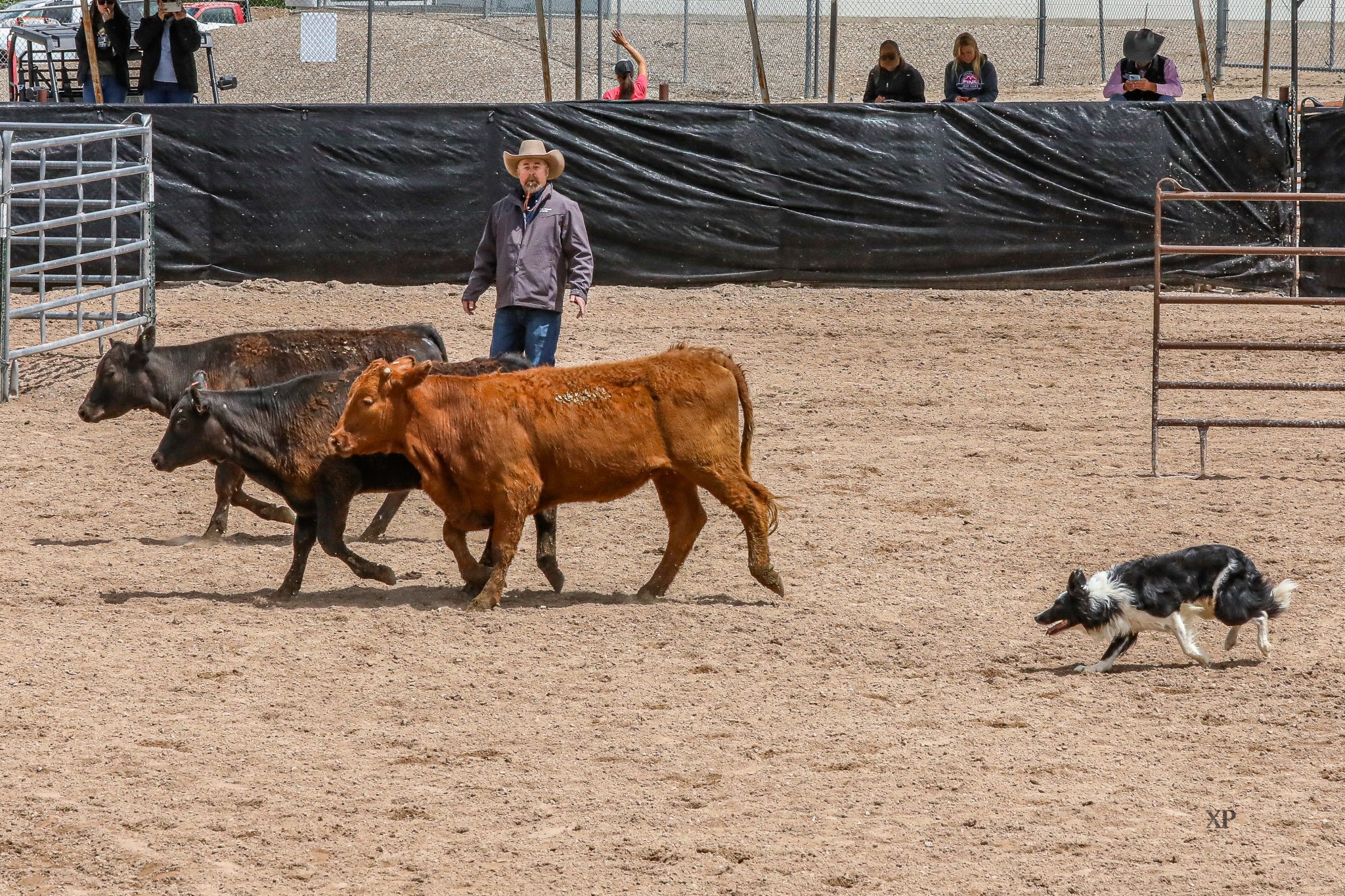 Find Breeders & Trainers – West Coast Cowdogs